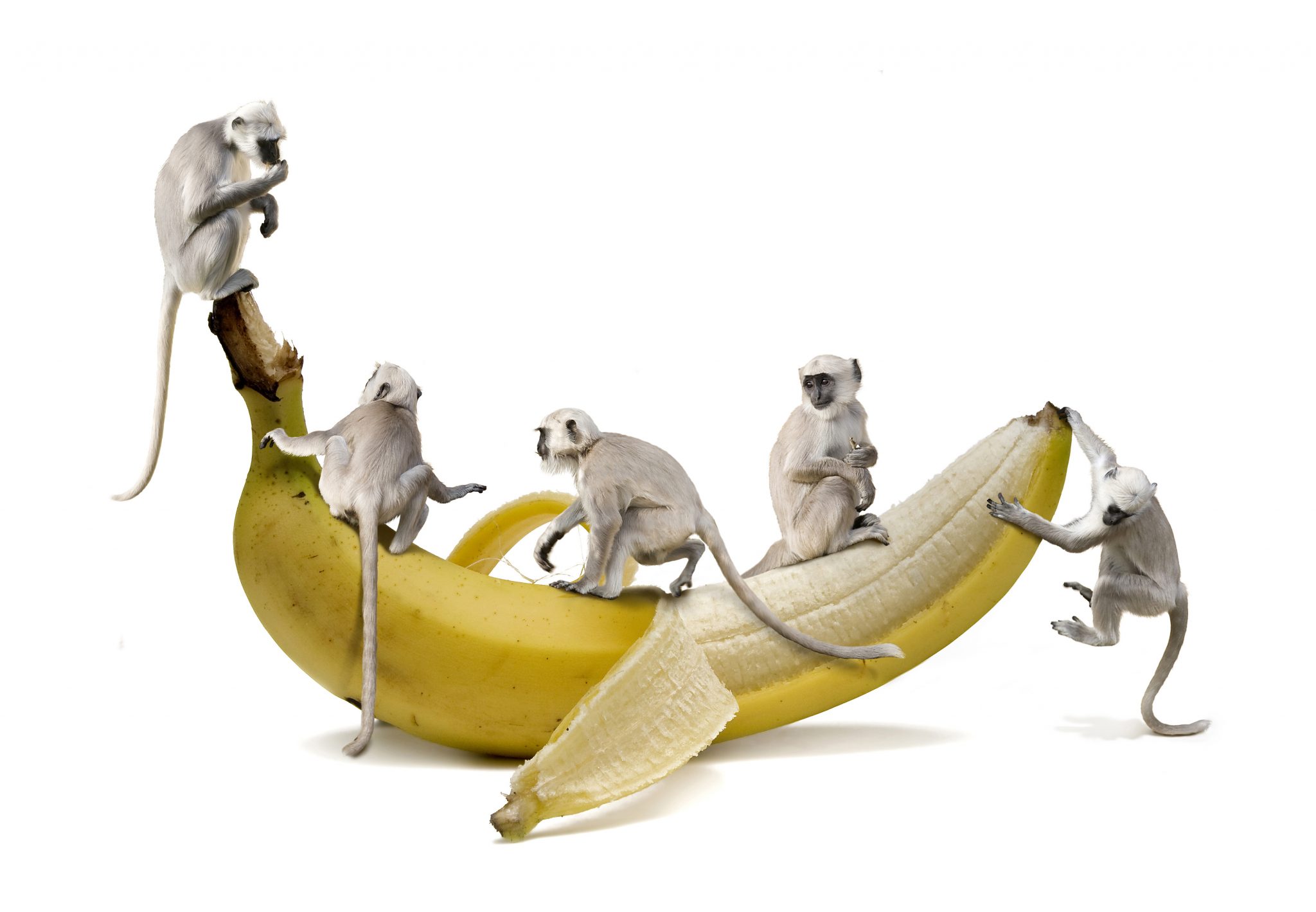La Banane, le Singe et la Facture – Admarel
